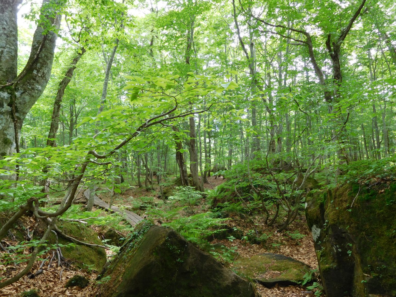 白神山地のおすすめ観光ルート！ 世界遺産のブナ林をトレッキング - 読売旅行 - 国内旅行・海外旅行・クルーズ・バスツアー・ダイナミック ...