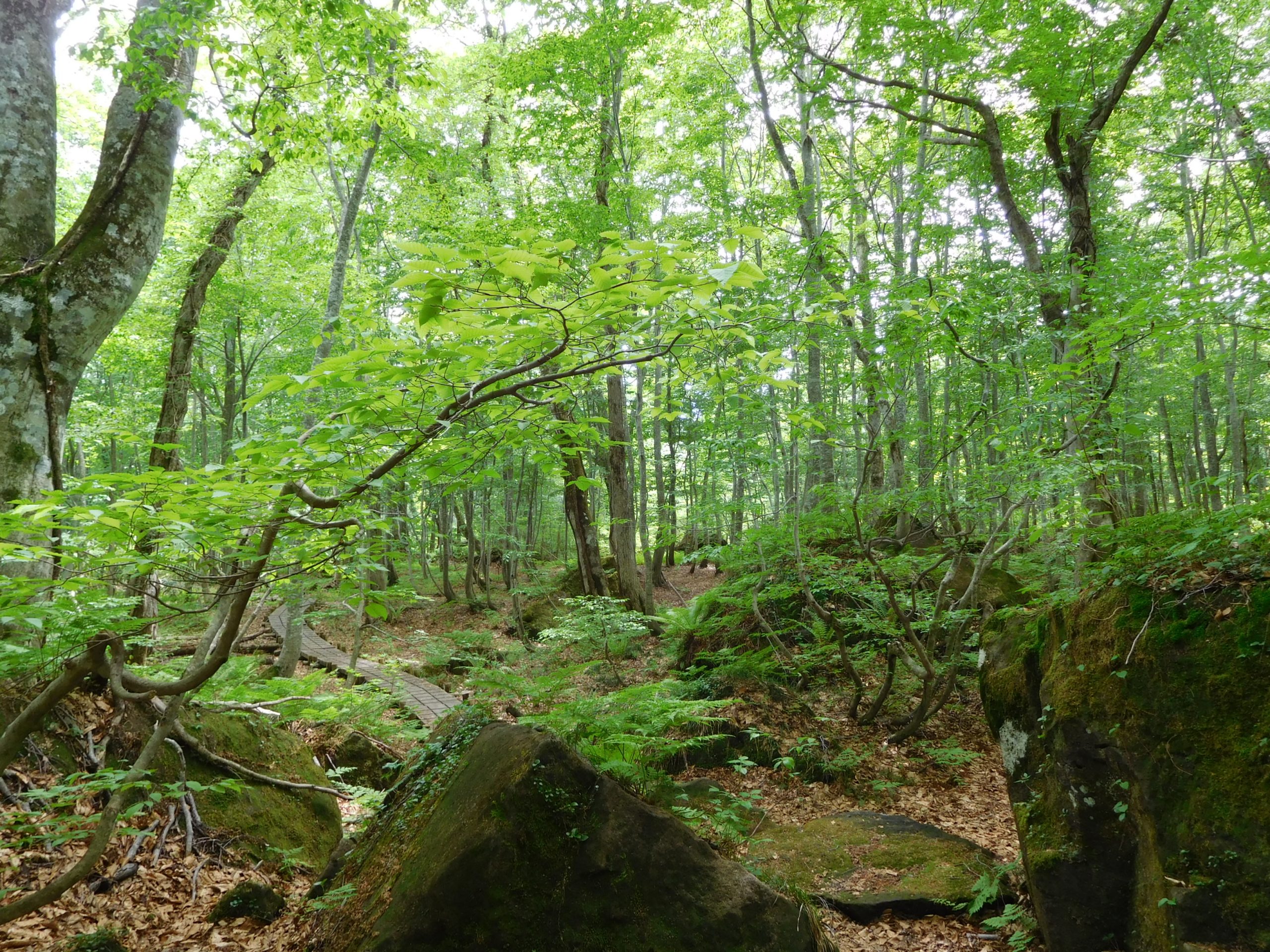 白神山地のおすすめ観光ルート！ 世界遺産のブナ林をトレッキング - 読売旅行 - 国内旅行・海外旅行・クルーズ・バスツアー・ダイナミック ...