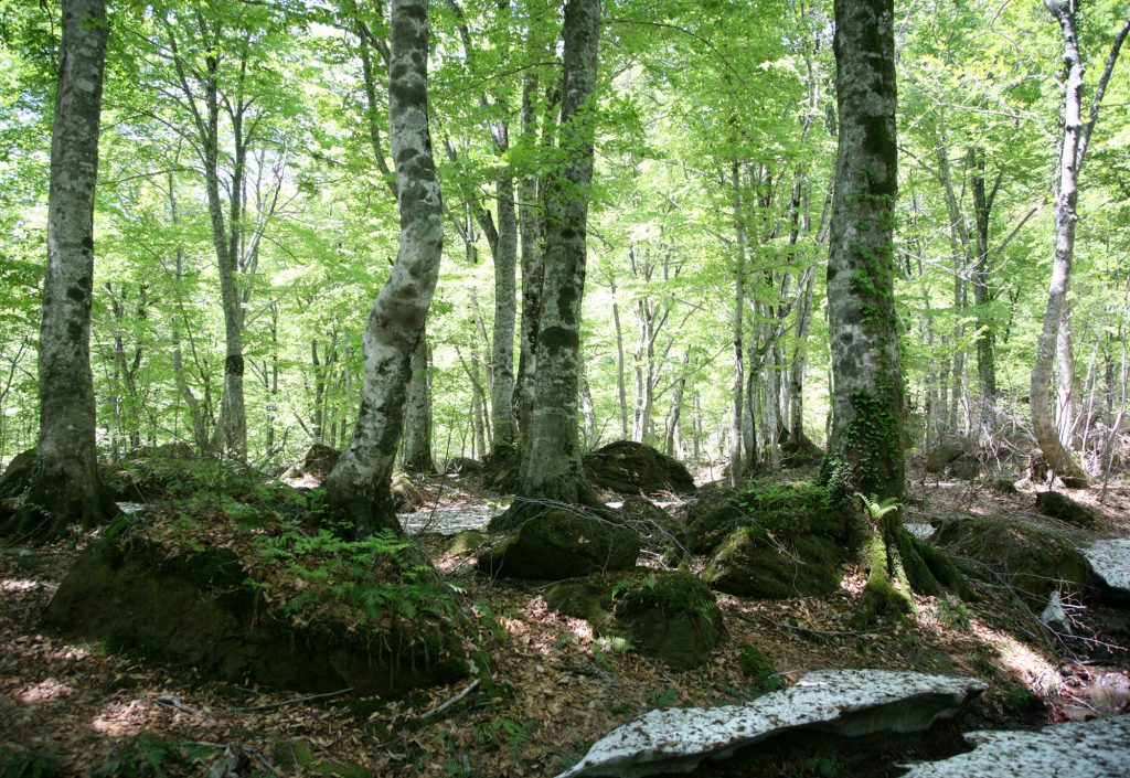 白神山地のおすすめ観光ルート！ 世界遺産のブナ林をトレッキング - 読売旅行 - 国内旅行・海外旅行・クルーズ・バスツアー・ダイナミック ...